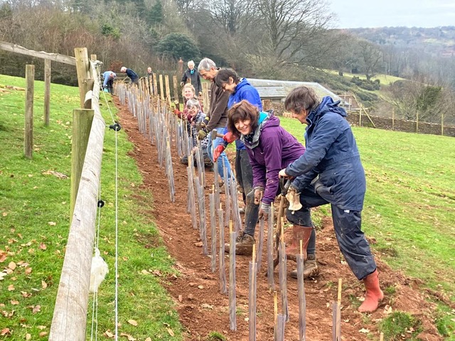 Hedge planting Tilbury Farm – Somerset’s Alive!